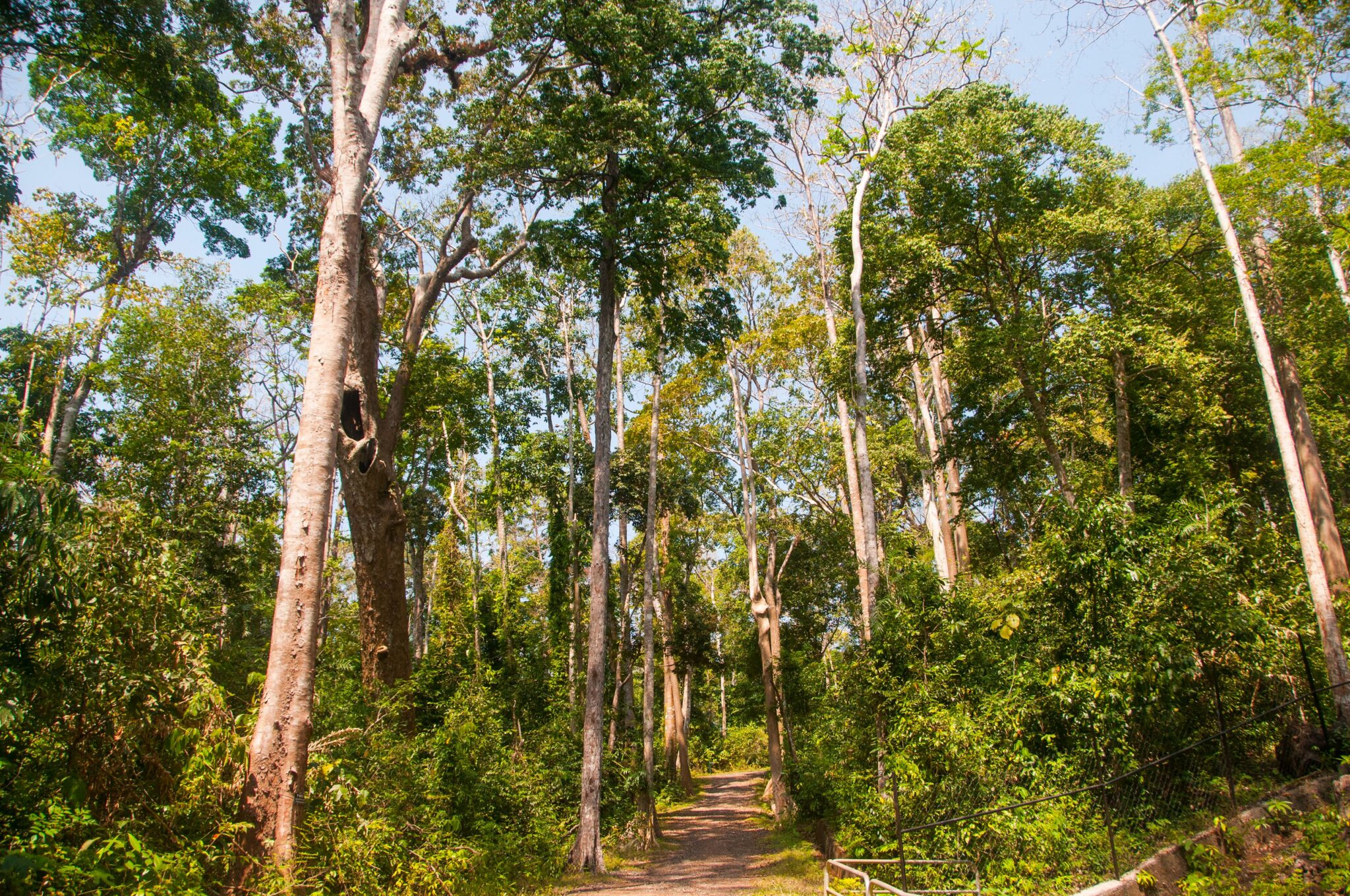 How Forestry Mulching Adds Long-Term Value to Your Florida Land - WR ...