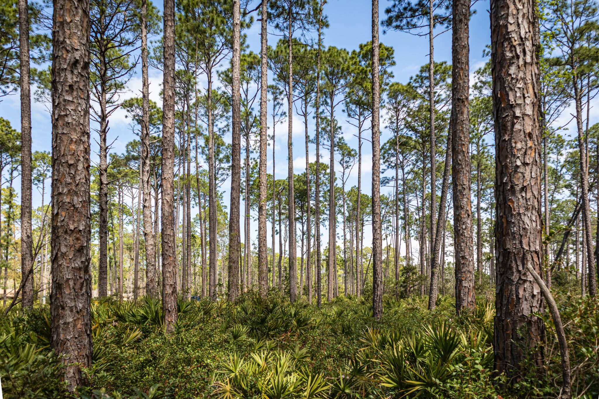 Understanding Forestry Mulching: A Sustainable Land Clearing Solution ...