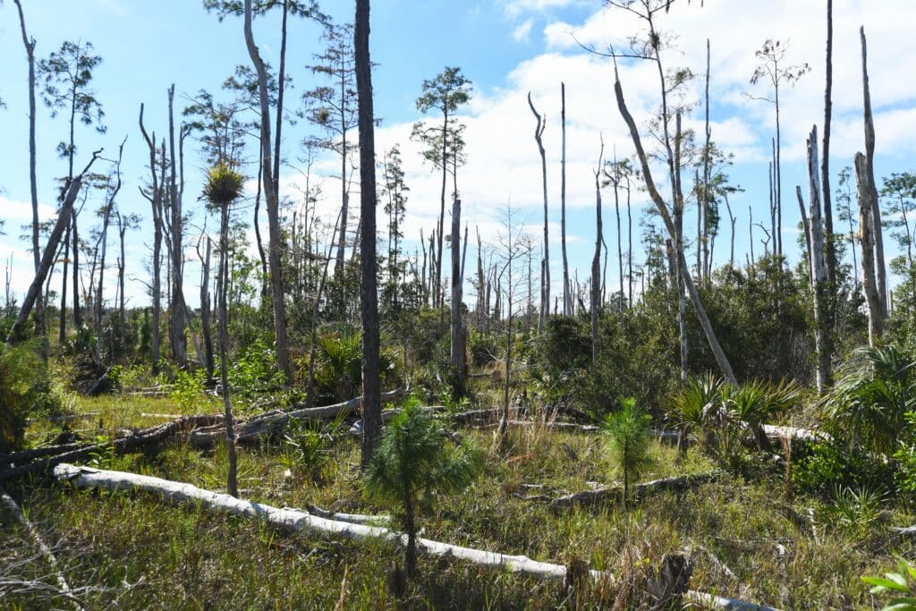 The Environmental Benefits of Forestry Mulching in Florida - WR Land ...